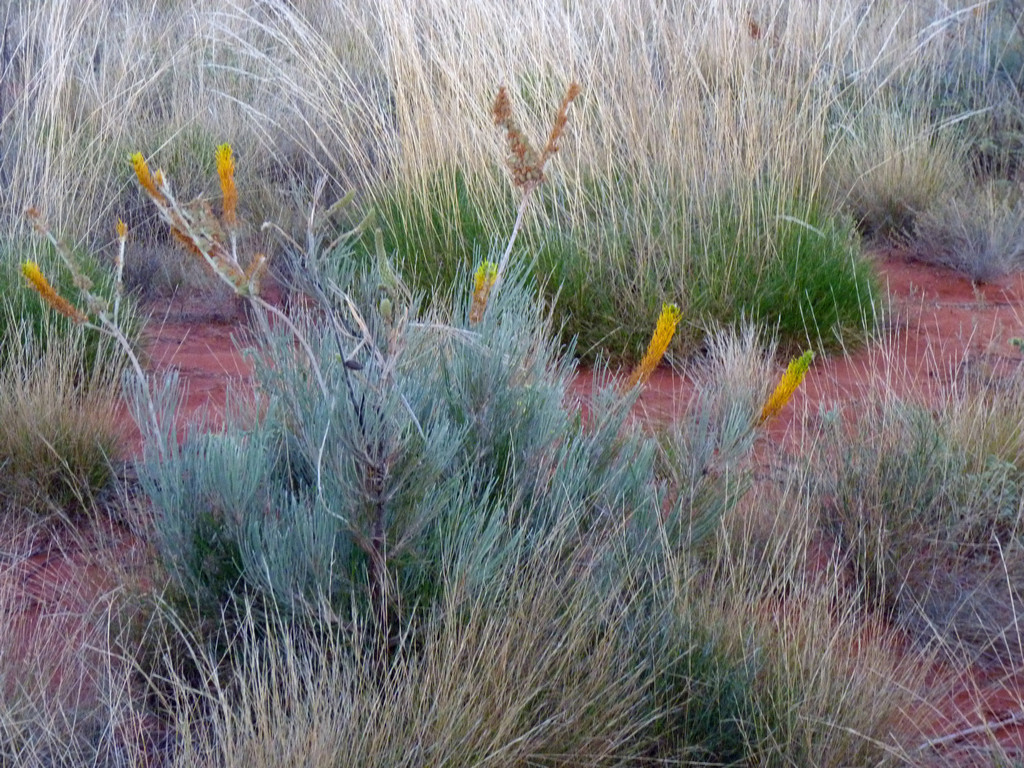 Outback 2011 - Uluru